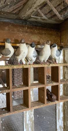 Modena Pigeons For Sale $30 | Garden Items For Sale | Green Bay, WI ...