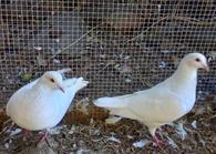 King Pigeons - For Sale - Shoppok