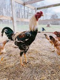 indio Gigante Chicks $0 | Garden Items For Sale | Treasure Coast, FL ...