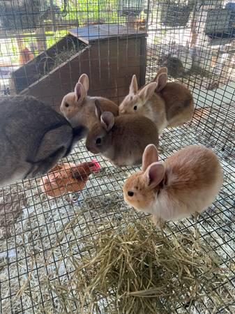 Rabbits $20 | Garden Items For Sale | Houma, LA | Shoppok