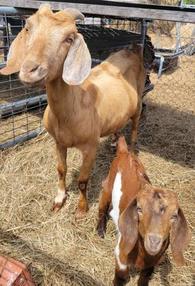 10 DAPPLE BOER GOAT GOATS HERD FOR SALE $4,500 | Garden Items For Sale ...