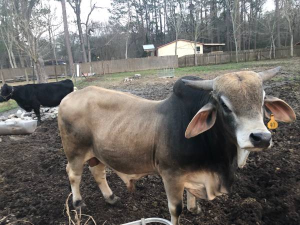 3 1/2 year old commercial grey Brahma Bull for sale $1,500 | Garden ...