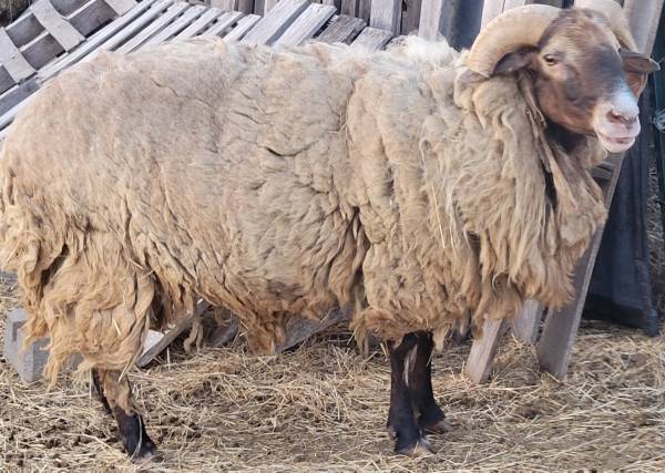 AWASSI MILK DAIRY SHEEP RAM FOR SALE $800 | Garden Items For Sale ...