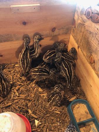 BABY EMU $150 | Garden Items For Sale | Houston, TX | Shoppok