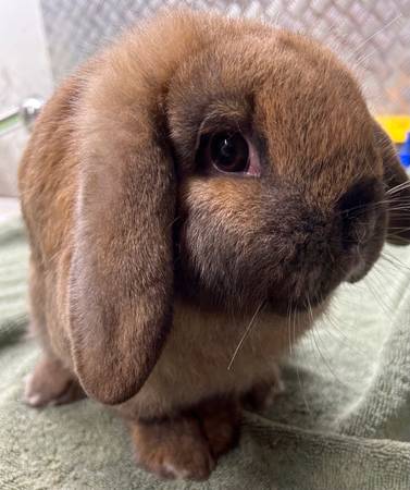 Dwarf Bunny Rabbits - Holland Lop Dwarf Hotot | Garden Items For Sale ...