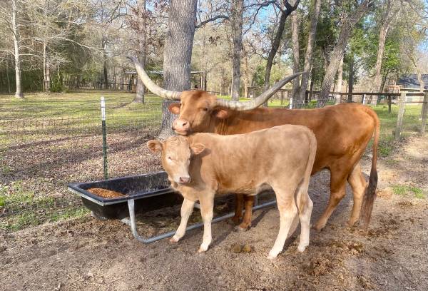 Longhorn cow / Charolais heifer calf $2,300 | Garden Items For Sale ...