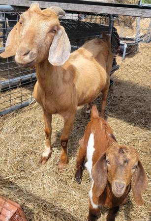 pair of dapple boer goat goats mama with her baby buckling Both $600 ...