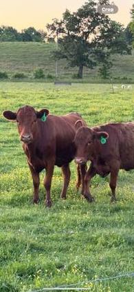 Lowline Angus - Classifieds - Shoppok