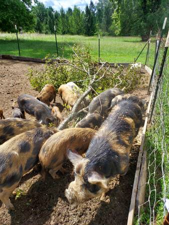 Kune June cross pigs $50 | Garden Items For Sale | Huntsville, AL | Shoppok