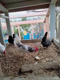 Bantam bantams kikirikis kikiriki azteca aztecas gallos | Garden Items ...