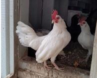 Bantam bantams kikirikis kikiriki azteca aztecas gallos | Garden Items ...