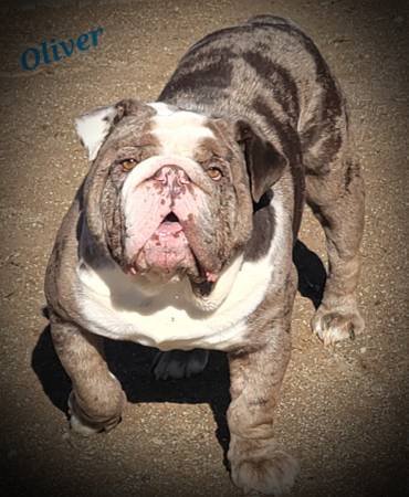 AKC English Bulldog Chocolate Merle male | General Items | Inland ...
