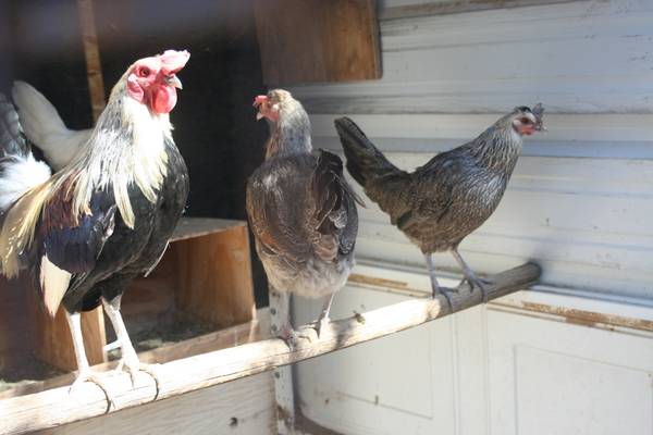 GAME ROOSTERS AND CHICKENS | Garden Items For Sale | Inland Empire, CA ...