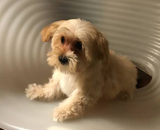 Puppies ready for rehoming | Garden Items For Sale | Inland Empire, CA ...