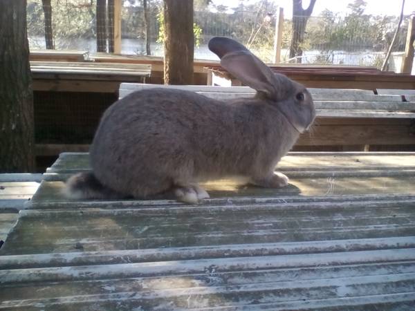 Flemish giant & continental mix $65 | Garden Items For Sale ...