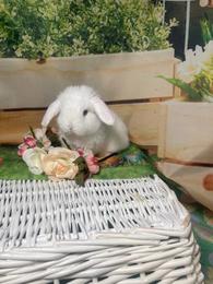 Holland Lop Mini Lops Netherland Dwarf Lionlop Bunny Rabbit $300 ...