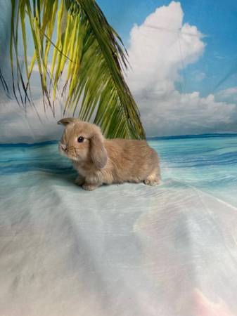Bunnies for Sale! Holland Lop Bunny Rabbits Mini Lops Dwarf Lionhead ...