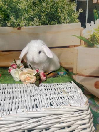 Easter Bunny Bunnies Holland Lop Mini Lops Lionhead Lionlop Rabbit ...