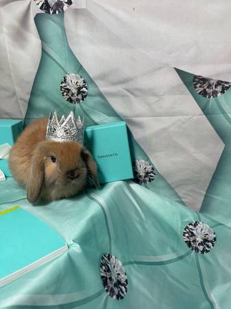 Holland Lop Bunny Bunnies Mini Lops Netherland Dwarf Lionlop Rabbit ...