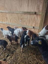 Spanish / Boer cross goats $150 | Garden Items For Sale | San Antonio ...