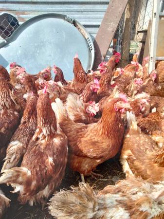 Hy-line laying hens $10 | Garden Items For Sale | Joplin, MO | Shoppok