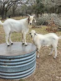 Kiko, Spanish, Nigerian Goat Bucklings for sale $225 | Garden Items For ...