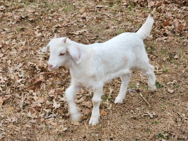 Kiko, Spanish, Nigerian Goat Bucklings for sale $225 | Garden Items For ...