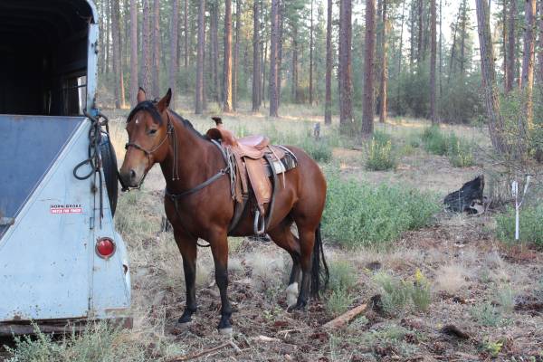 Horse for sale $3,000 | Garden Items For Sale | Klamath Falls, OR | Shoppok