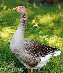 WANTED Toulouse Gander Male | Garden Items For Sale | Knoxville, TN ...