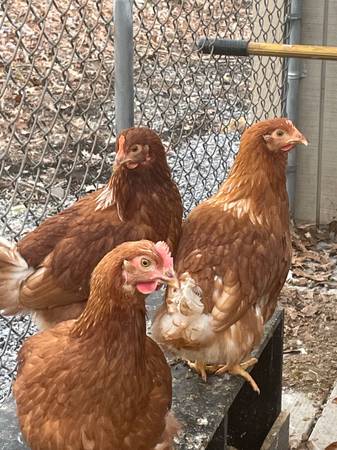 laying hens $25 | Garden Items For Sale | Lancaster, PA | Shoppok