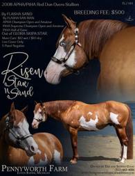 APHA BLACK OVERO STALLION AT STUD $500 | Garden Items For Sale ...
