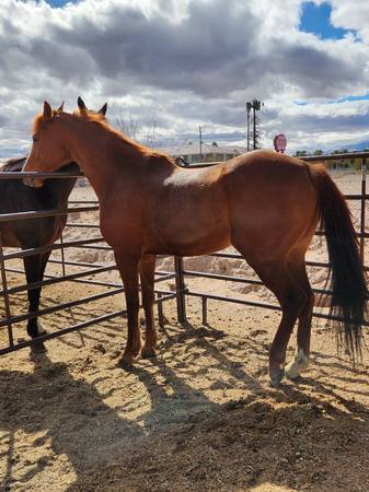 THOROUGHBRED GELDING | Garden Items For Sale | Las Vegas, NV | Shoppok