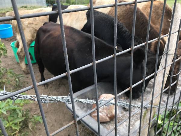 mini lowline angus bred cow $800 | Garden Items For Sale | Lexington ...