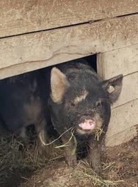 Homesteading IPP Idaho Pasture Pig BOAR $450 | Garden Items For Sale ...