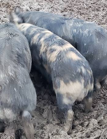 Homesteading IPP Idaho Pasture Pig BOAR $450 | Garden Items For Sale ...