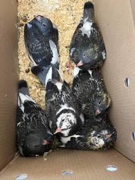 White Racing Pigeons for Sale - 2023 Delbar, Jan Arden Pied Whites $1 ...