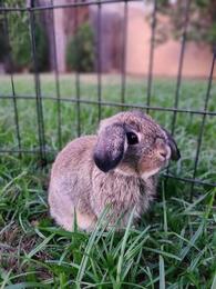 Dwarfs Holland Lop Rabbits | Garden Items For Sale | Houston, TX | Shoppok