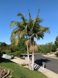 Archontophoenix maxima Walsh River King Palm Tree Tropical Palms Trees ...