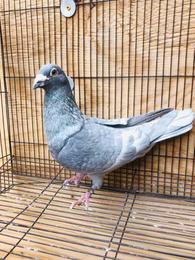 White Racing Pigeons for Sale - 2023 Delbar, Jan Arden Pied Whites $1 ...