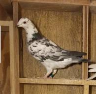 Black Tiger Grizzle Racing Pigeons - High-Quality Birds for Sale $1 | Garden Items For Sale ...