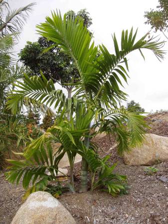 Dypsis pembana Pemba Palm Tree Palms Trees Tropical Rare | Garden Items ...