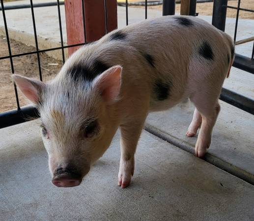Kunini Mini Pig $500 | Garden Items For Sale | Los Angeles, CA | Shoppok