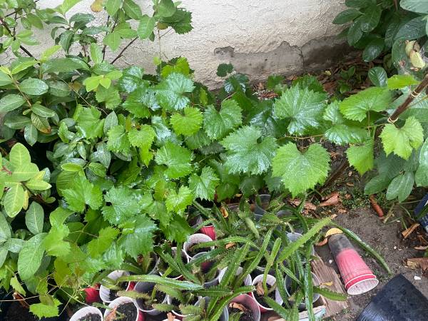 Kyoho Baby Grape tree $10 | Garden Items For Sale | Los Angeles, CA ...
