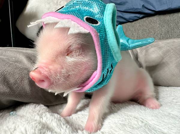 Mini Pig - Juliana Mini Pig - Indoor Micro Pig $650 | Garden Items For ...