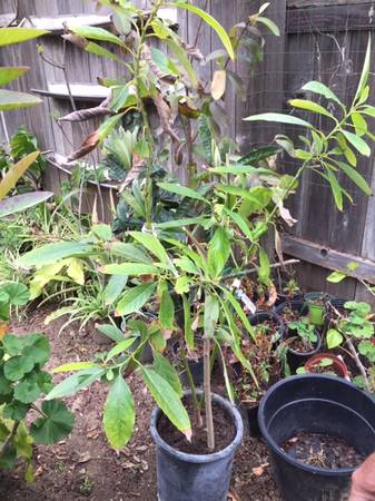 RARE Grafted Fuerte & Hass Avocado Rooted Live Tree $100 | Garden Items ...