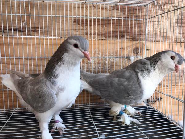 Rare Lahore Pigeons for Sale - Beautiful and Intelligent Birds $1 ...