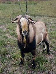 Kiko, Spanish, Nigerian Goat Bucklings for sale $225 | Garden Items For ...