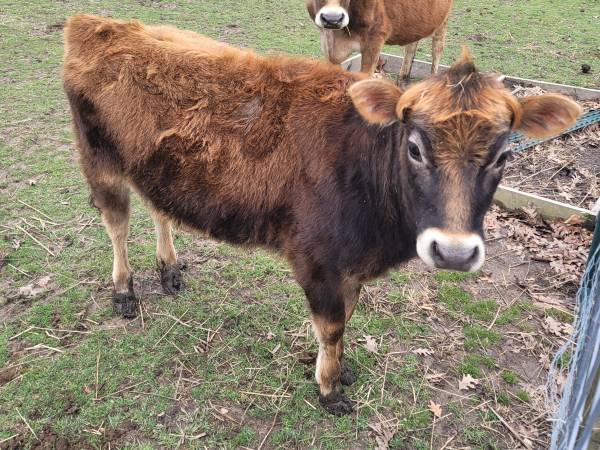 Heifer Jersey x Angus midsized - mini $1,600 | Garden Items For Sale ...