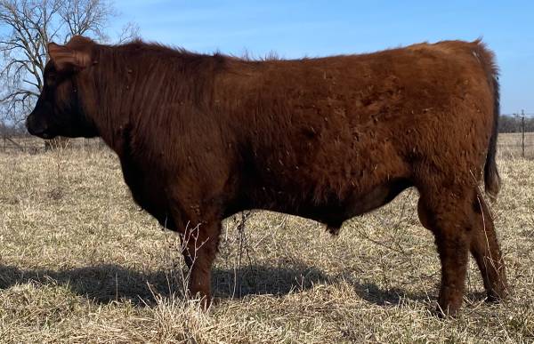 RED ANGUS, Red Angus/Polled Hereford & South Poll/Red Angus Composites ...