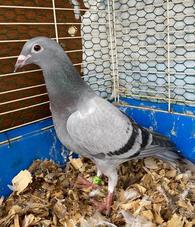 REGISTERED RACING HOMER PIGEONS $25 | General Items | Wichita, KS | Shoppok